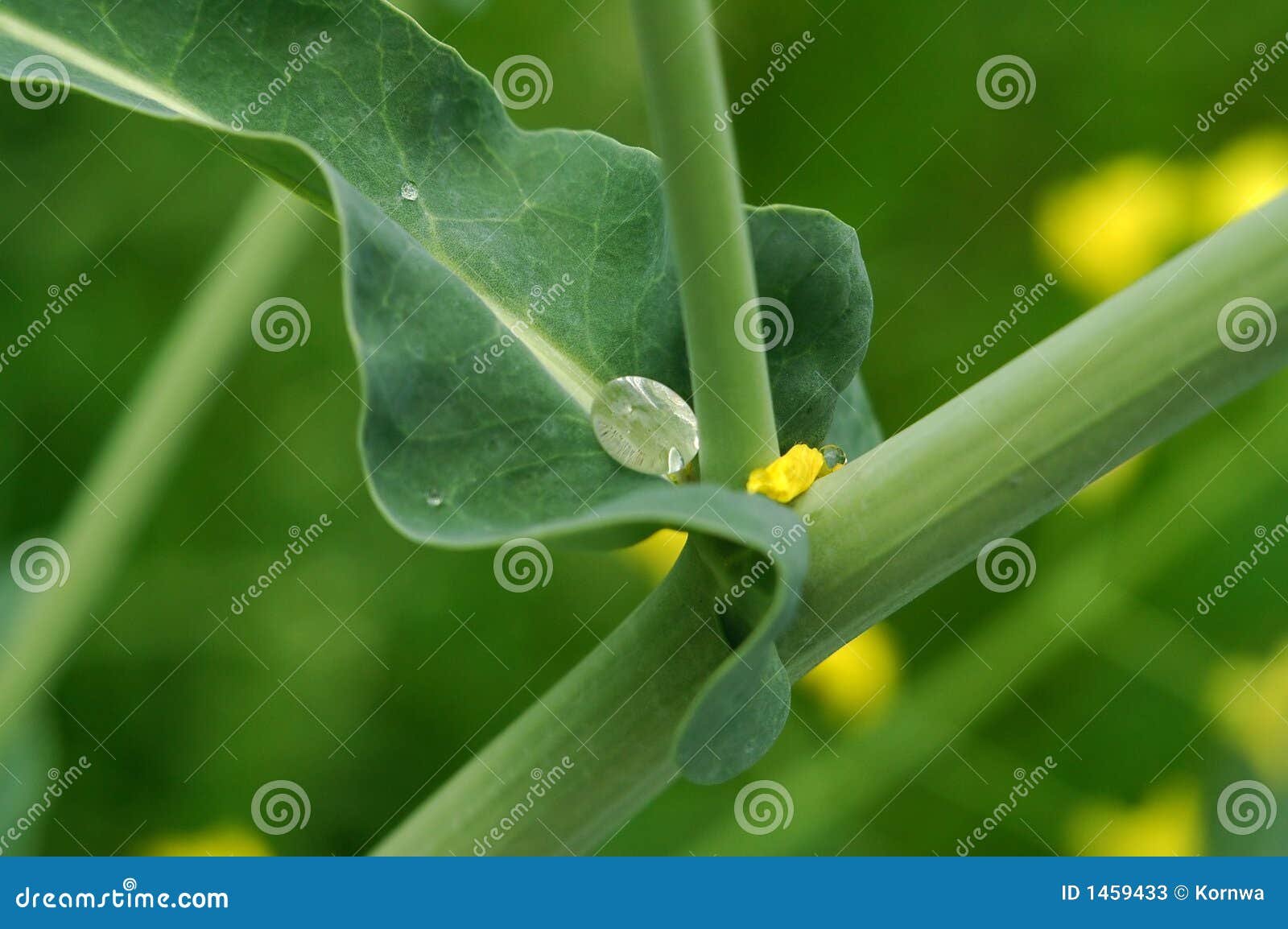 Leaf & drops stock image. Image of drops, leaf, organic - 1459433