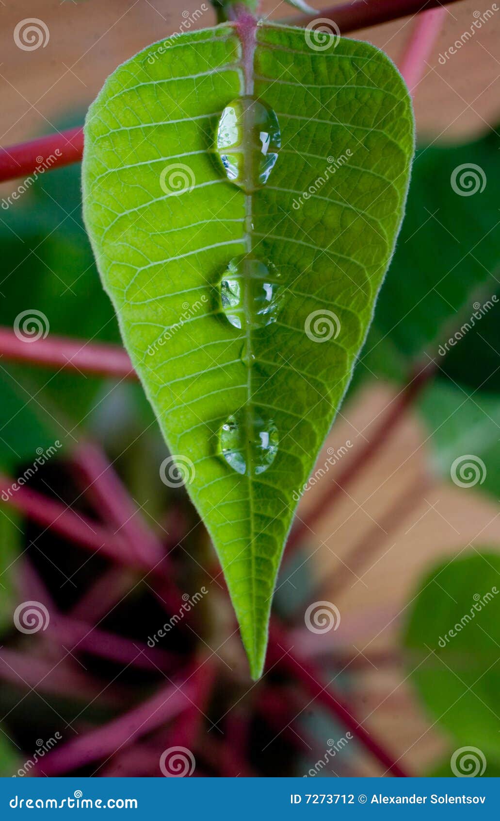 Leaf and drops stock photo. Image of plant, tree, close - 7273712