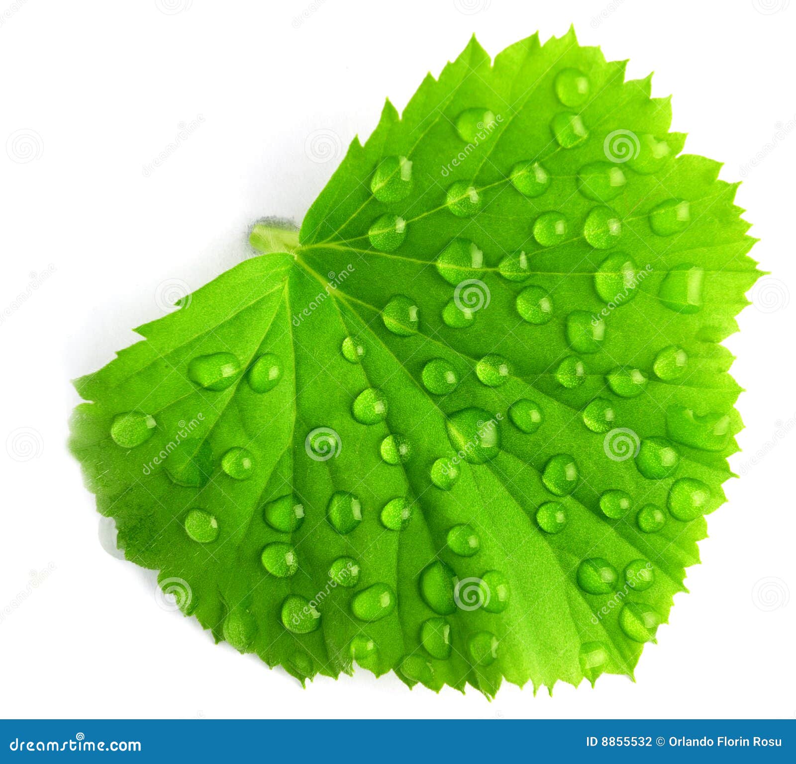 Leaf with drops stock photo. Image of water, dewdrops - 8855532