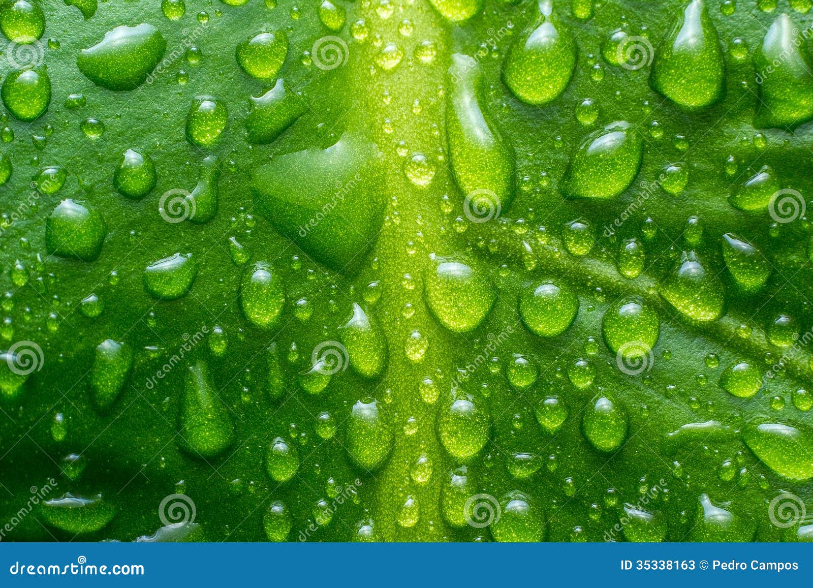 Leaf with drops stock image. Image of botany, droplets - 35338163