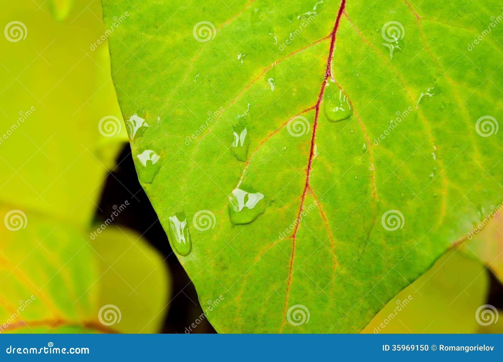 Leaf with drops stock photo. Image of ecology, yellow - 35969150