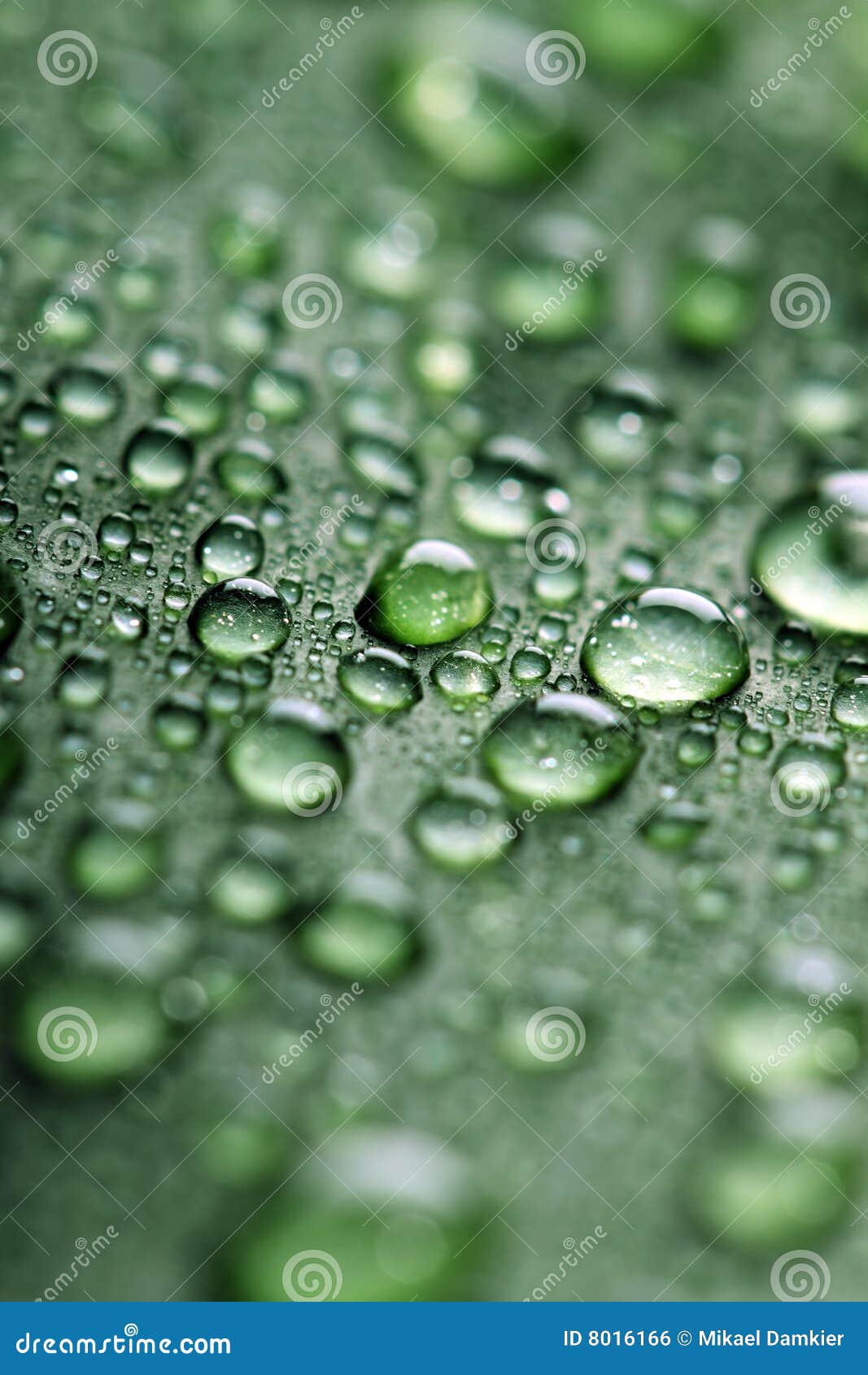 Leaf with drops of water stock photo. Image of weather - 8016166