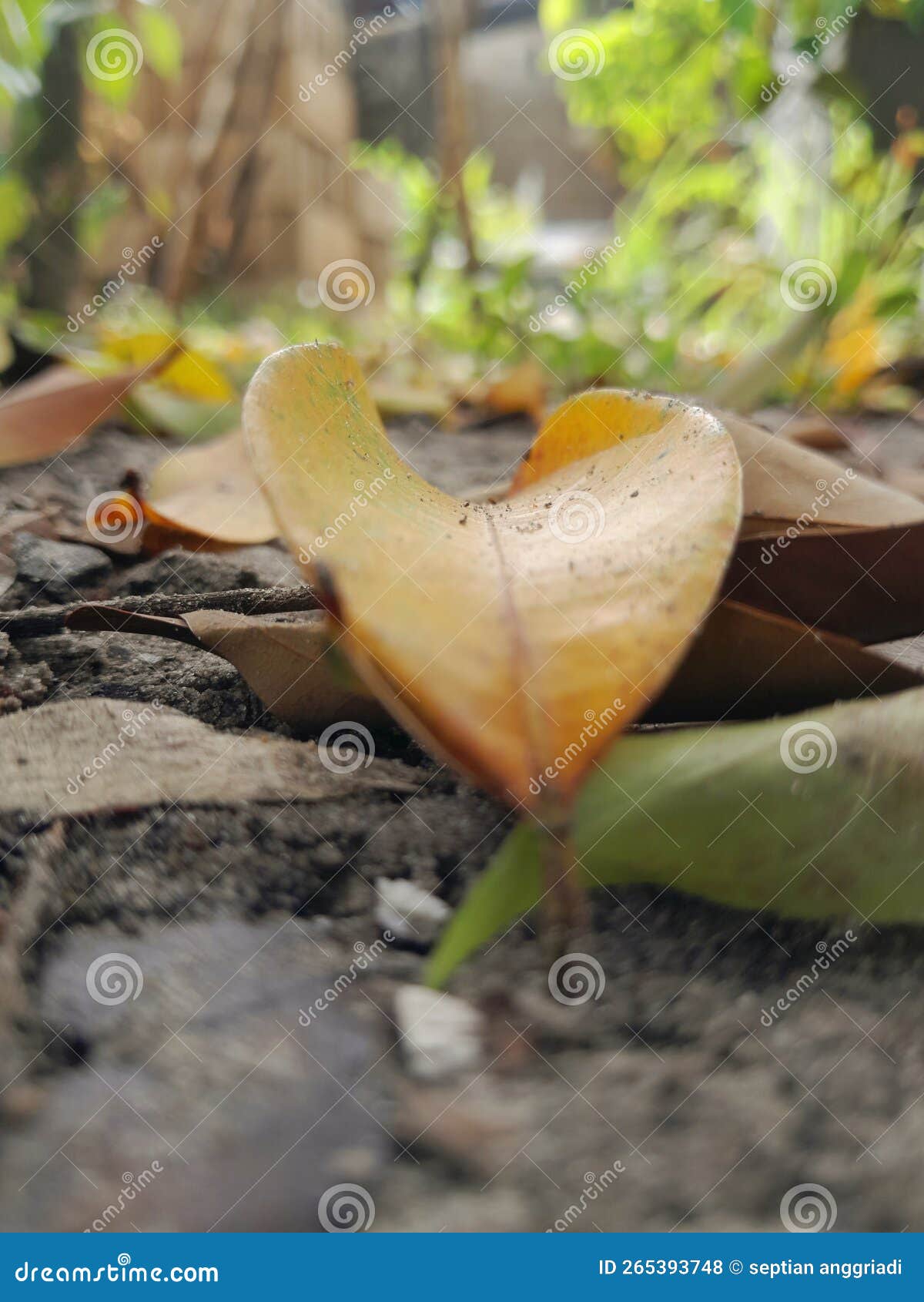 A Leaf that is Dry and Falls on the Ground Stock Photo - Image of ...