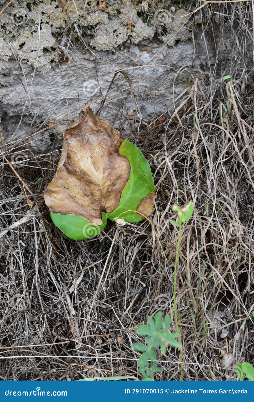 Leaf Drying on the Ground because Autumn Was Coming Stock Image - Image ...