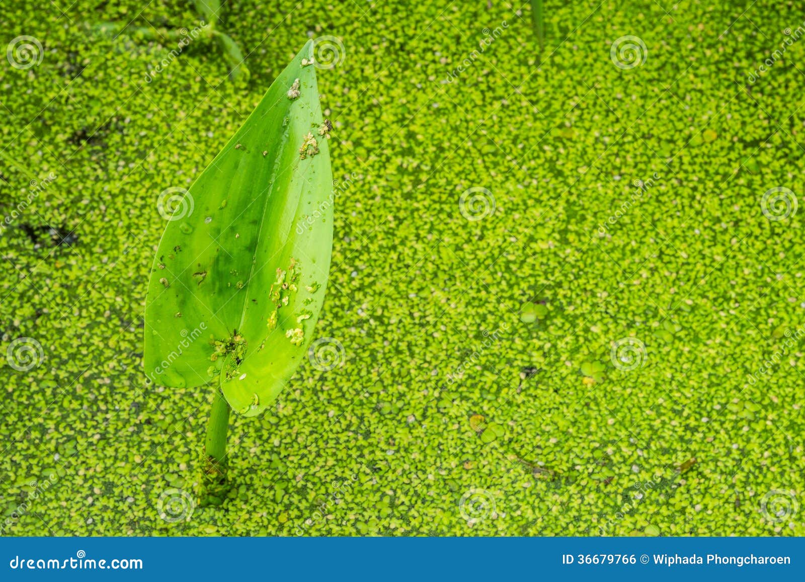 Duckweed Background Royalty-Free Stock Photo | CartoonDealer.com #45154749