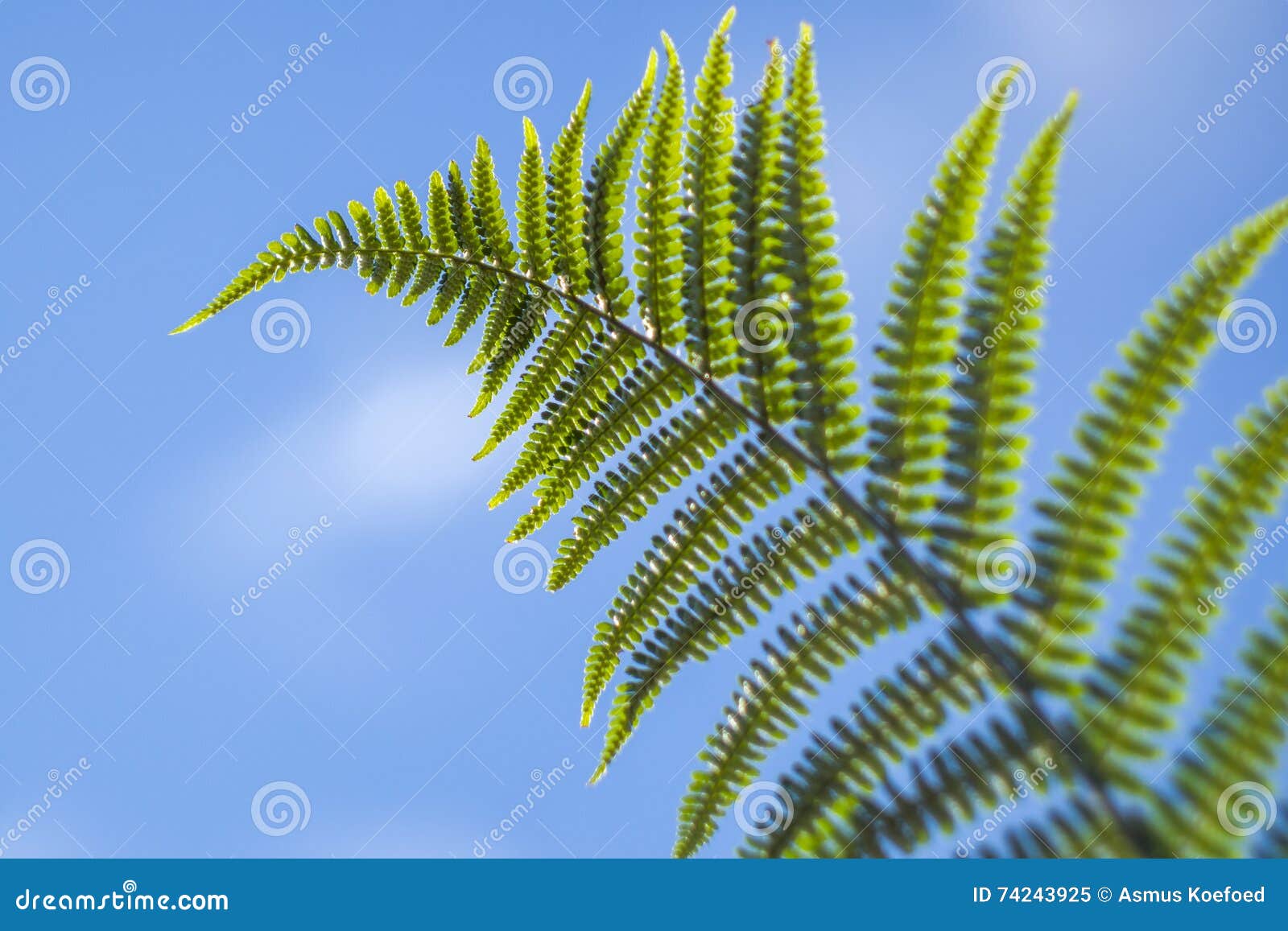 Eagle Fern, Pteridium Aquilinum Plant Isolated On White Background ...