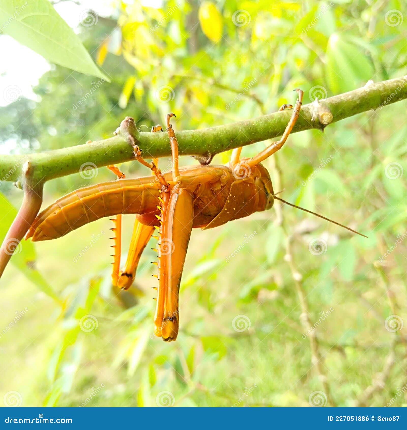 Leaf-eating Insects Stock Image | CartoonDealer.com #41325265