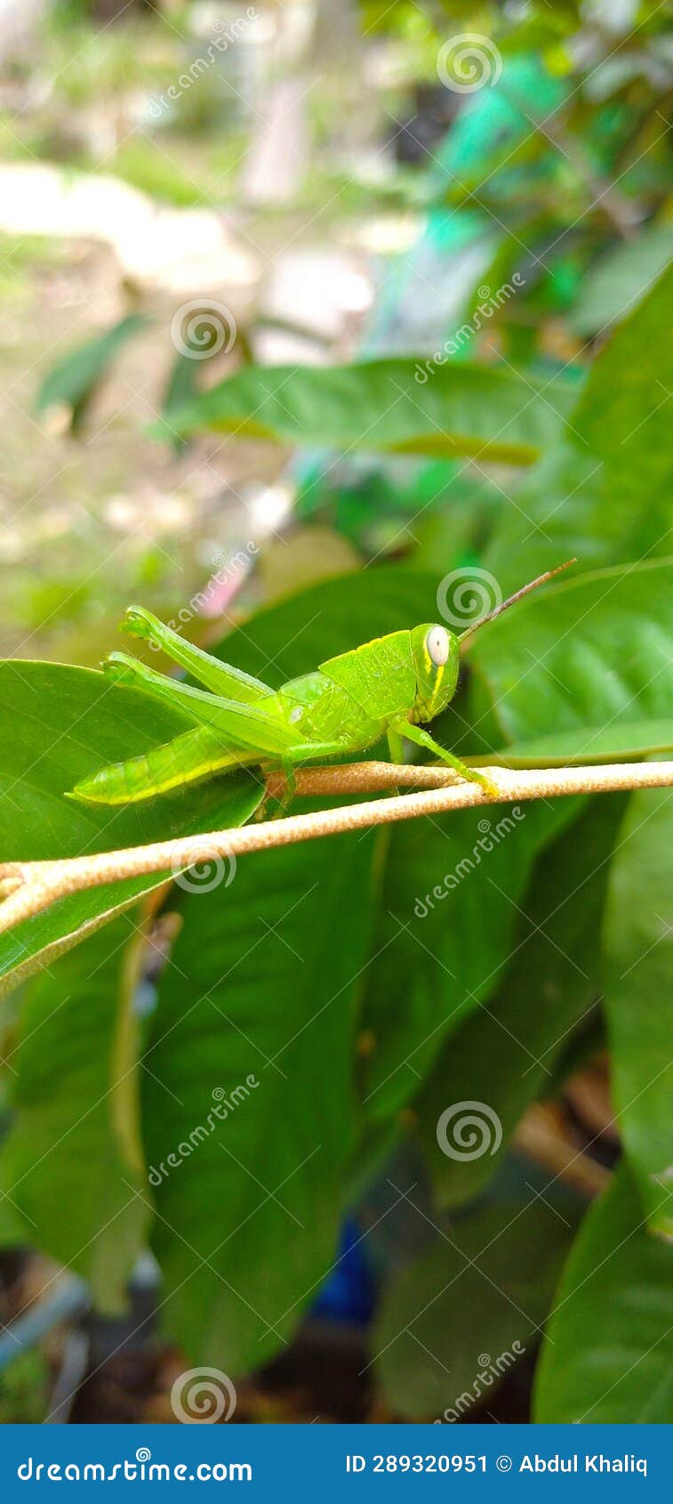 Leaf-eating Green Insect Grasshopper Stock Image - Image of chicken ...