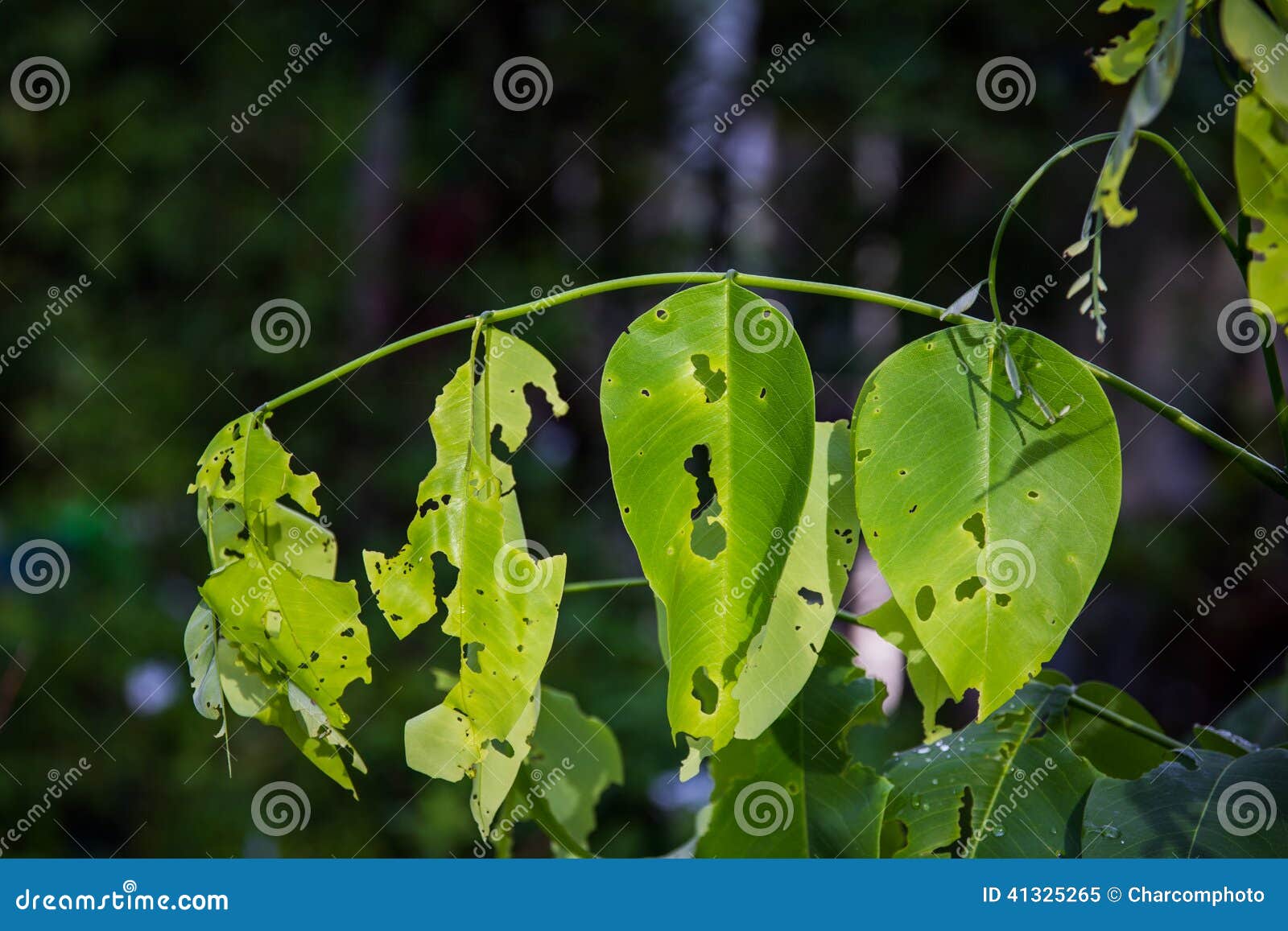Leaf-eating insects stock image. Image of forest, caterpillar - 41325265