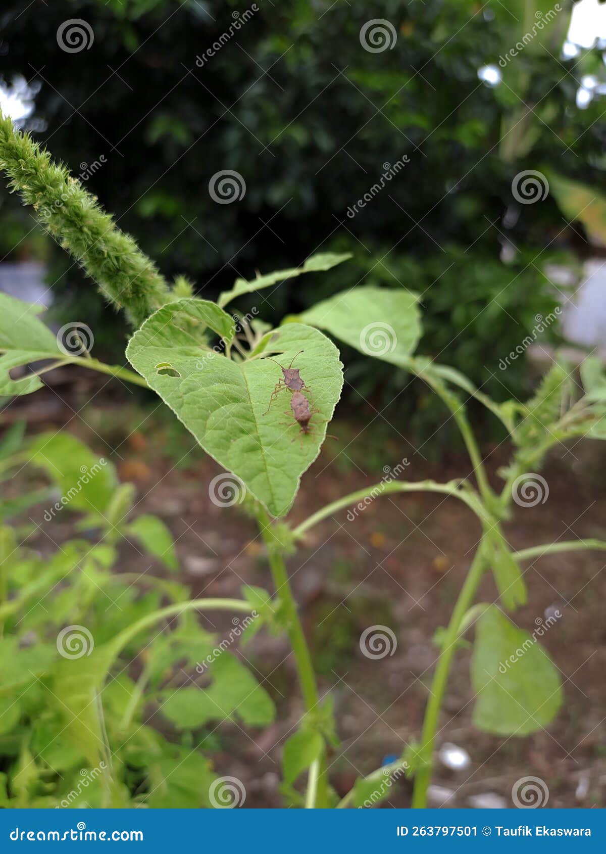 Leaf-eating insects. stock image. Image of nature, garden - 263797501
