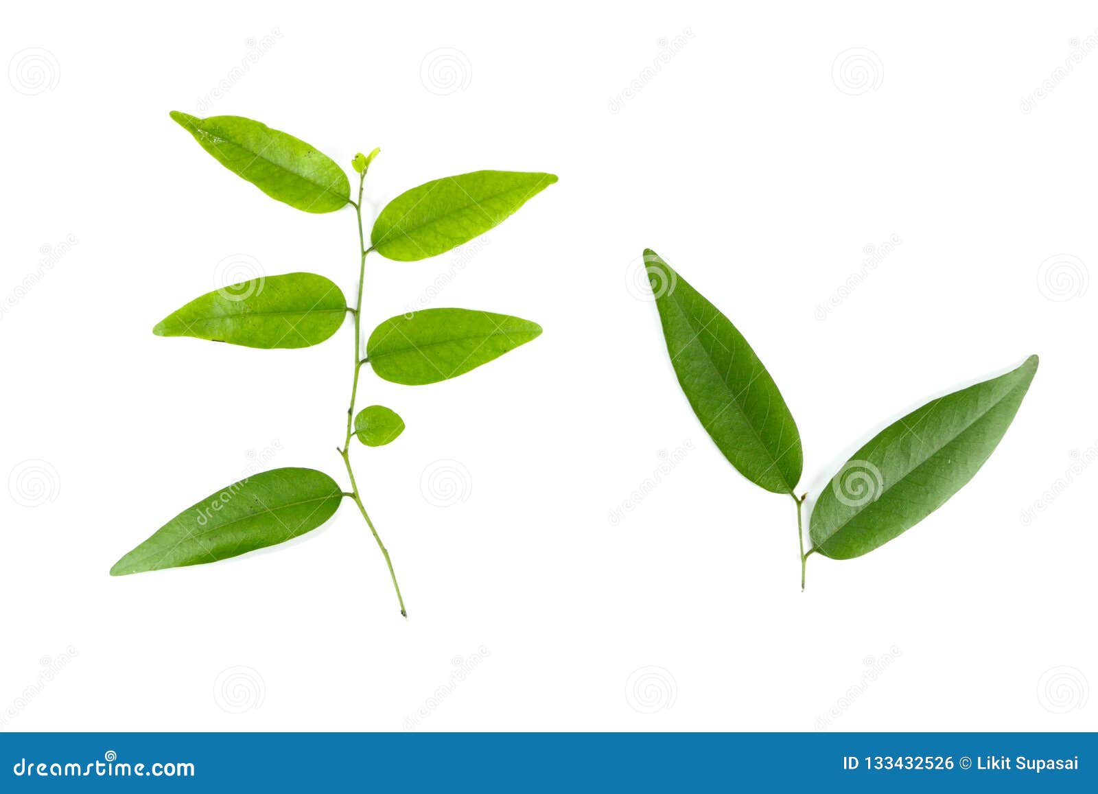 Leaf Ebony Tree Close Up White Background in Studio Stock Photo - Image ...