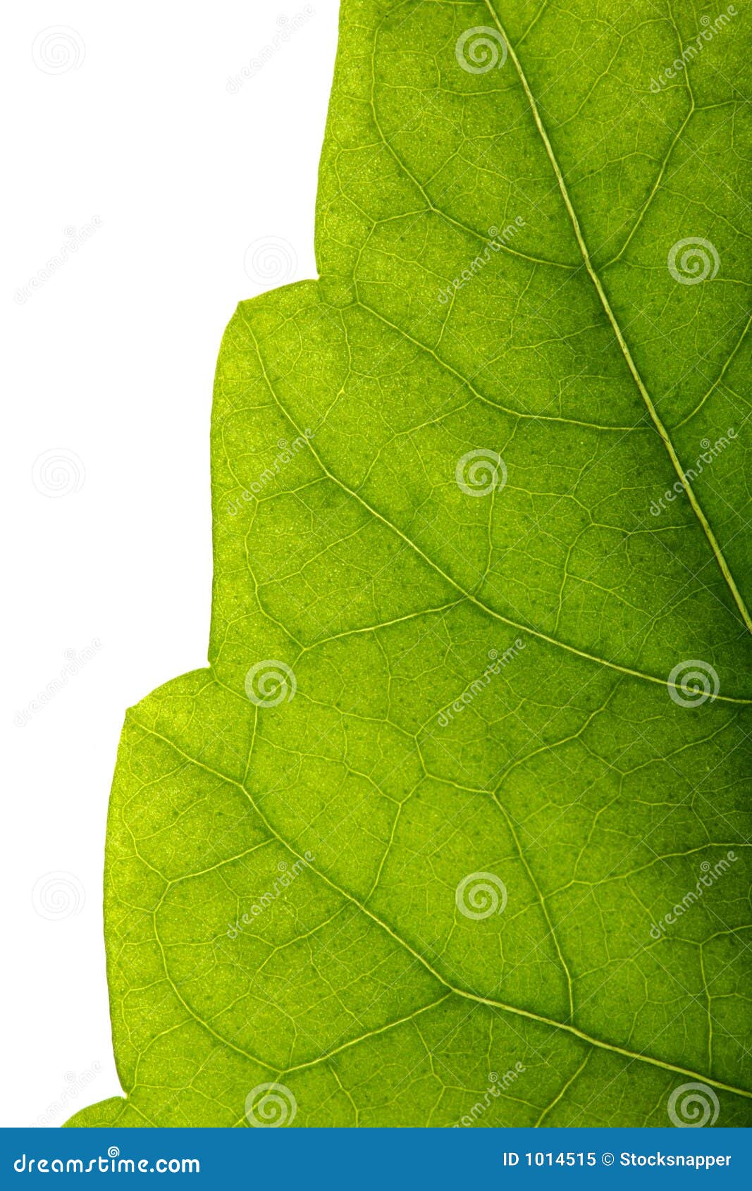 Leaf Edge stock image. Image of plant, macro, closeup - 1014515