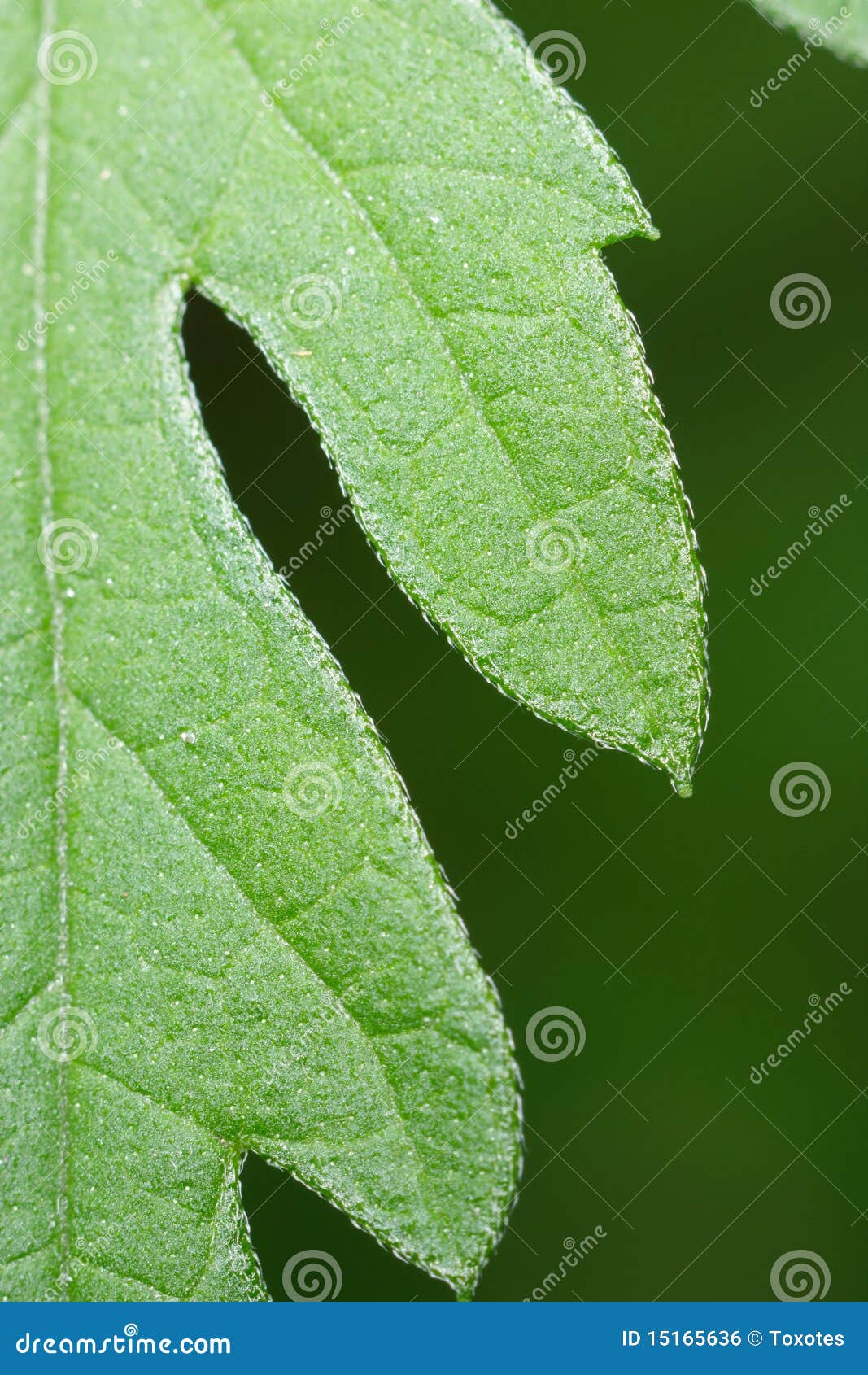Leaf edge stock photo. Image of veins, nature, vertical - 15165636
