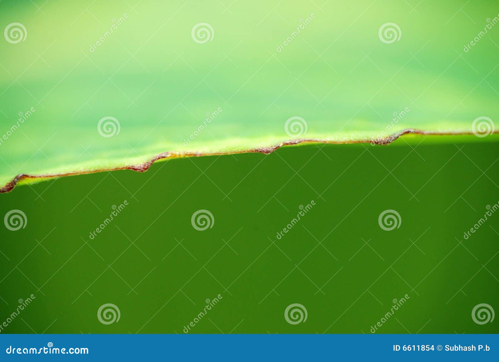Leaf edge macro stock photo. Image of details, background - 6611854