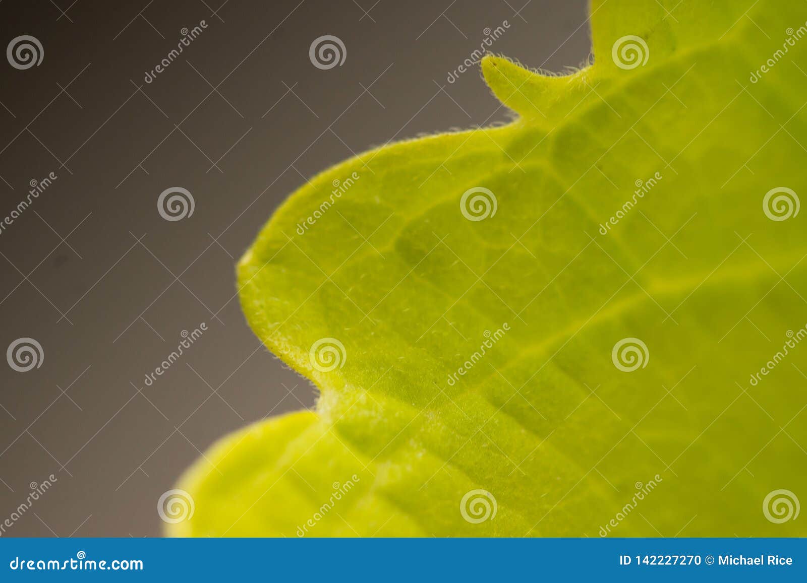 Leaf edge macro stock photo. Image of closeup, lines - 142227270