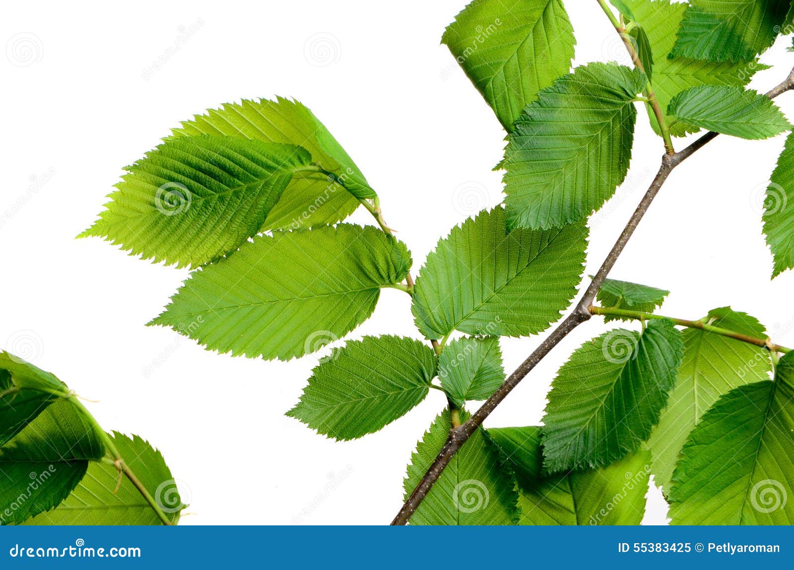 Leaf Elm Tree in the Forest Stock Image - Image of background, forest ...