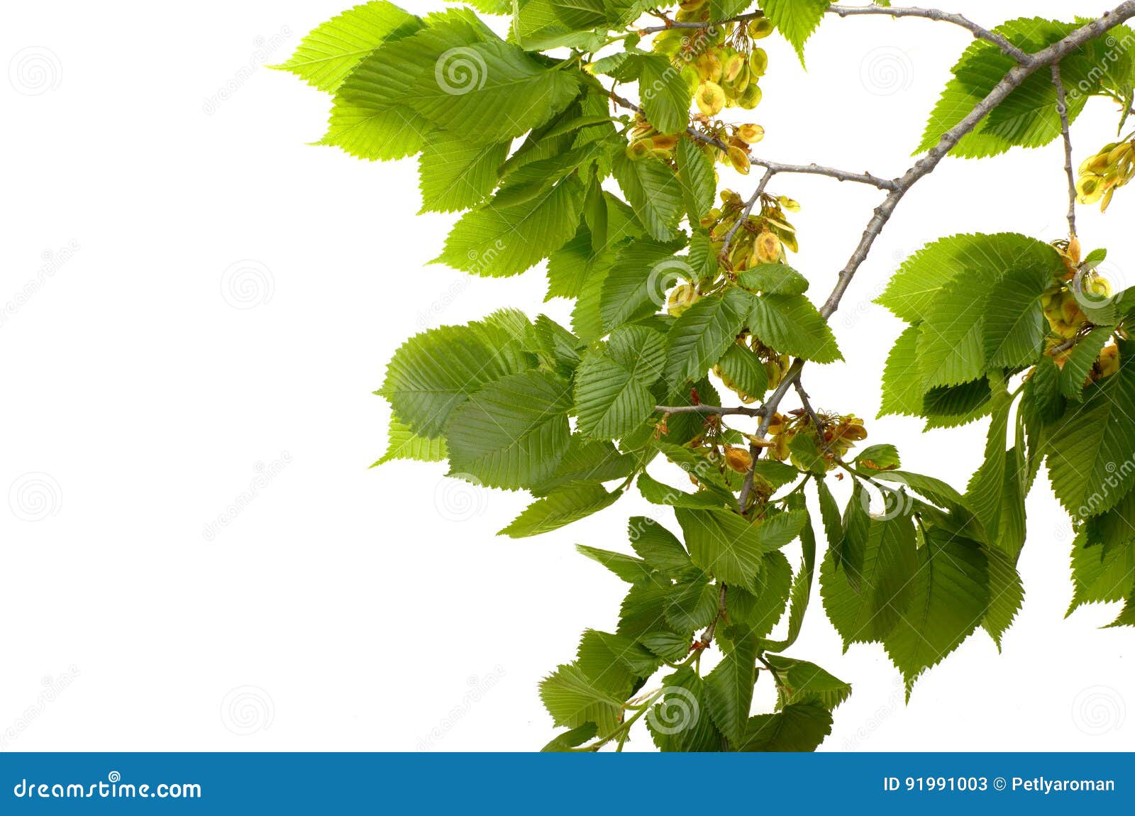 Leaf Elm Tree in the Forest Stock Image - Image of leaf, color: 91991003