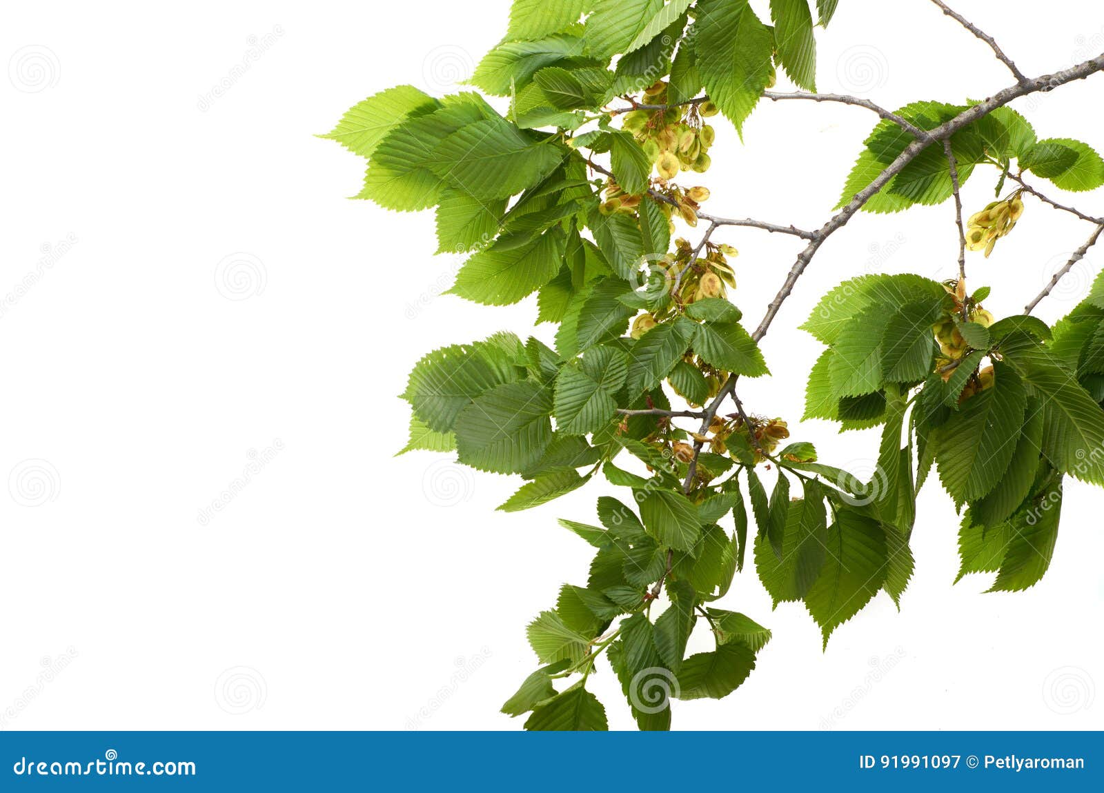 Leaf Elm Tree in the Forest Stock Image - Image of bright, outdoor ...