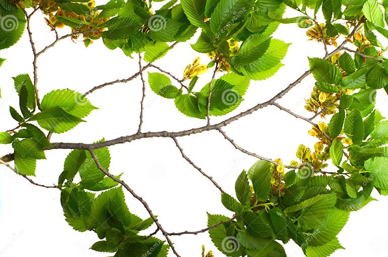 Leaf Elm Tree in the Forest Stock Photo - Image of design, beauty: 91991576