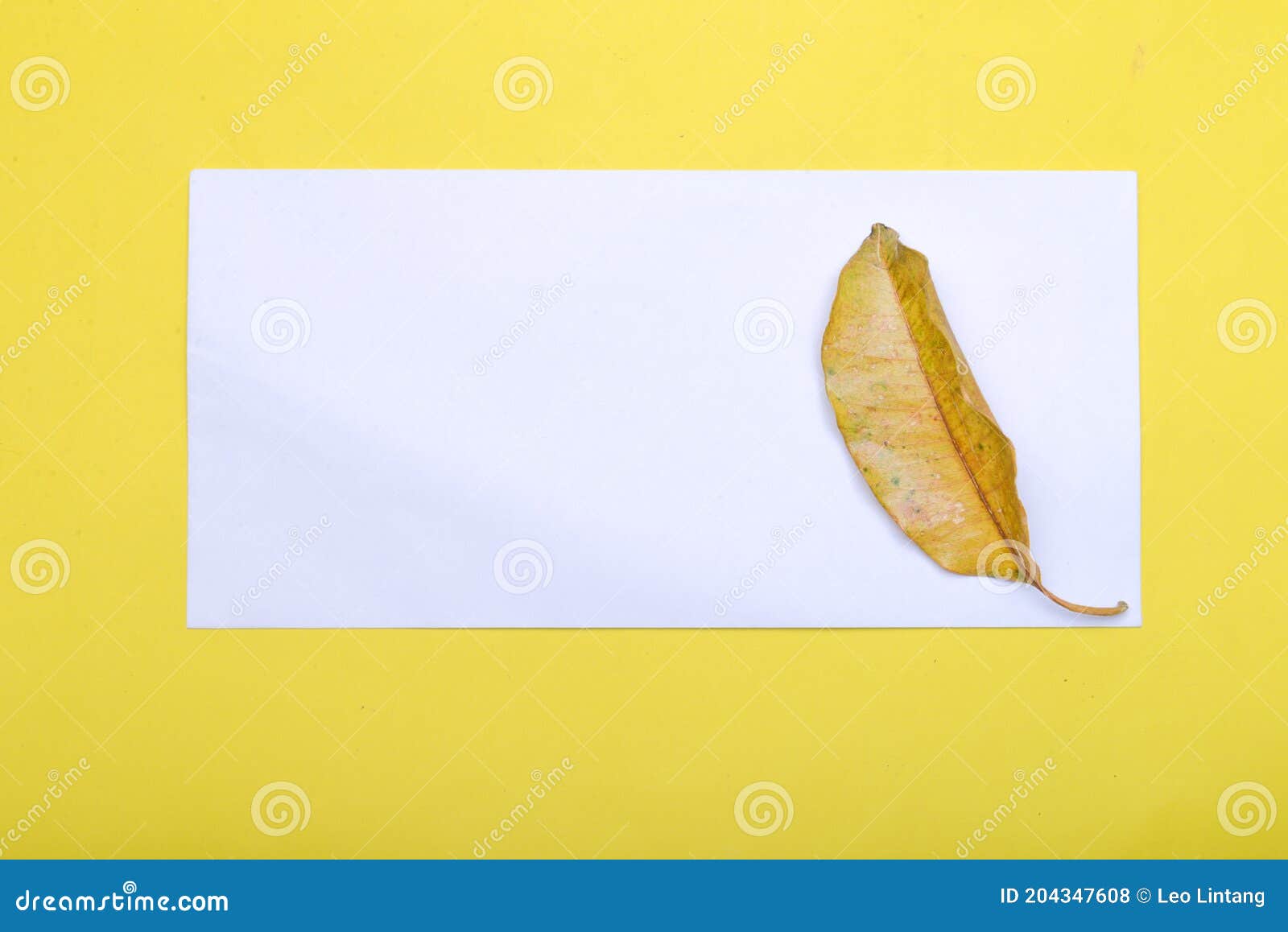 Leaf and Empty White Paper with a Colored Background Stock Photo ...