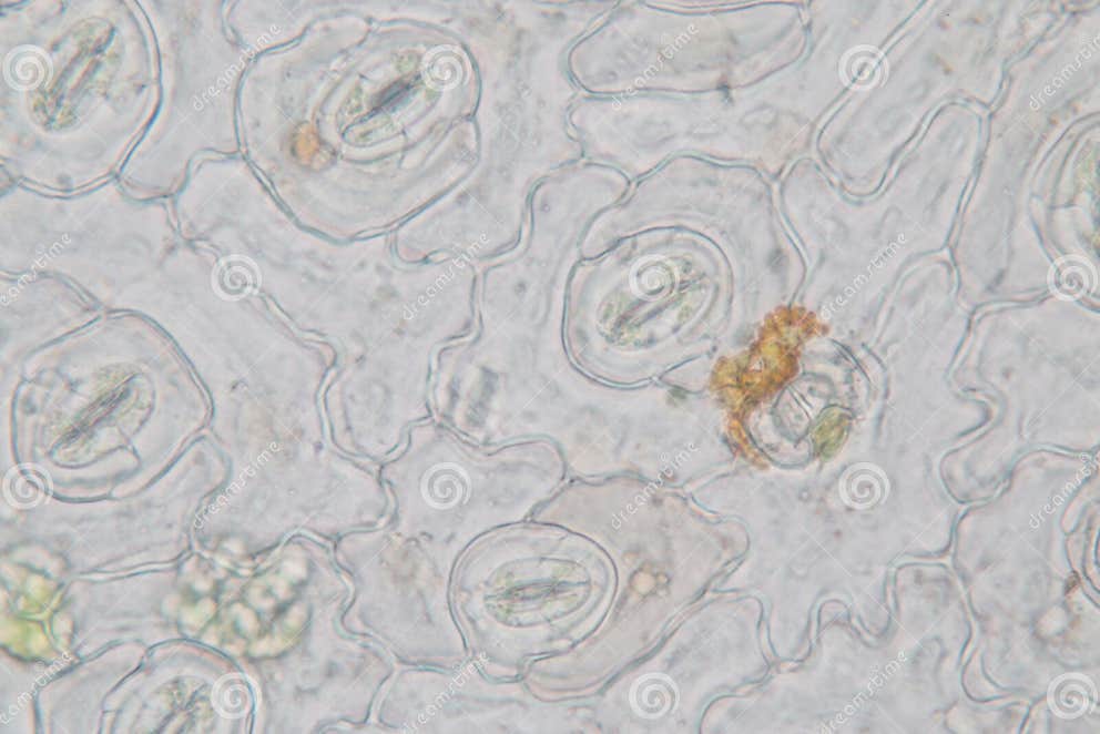 Leaf Epidermis Stomata Under Microscope. Stock Photo - Image of ...