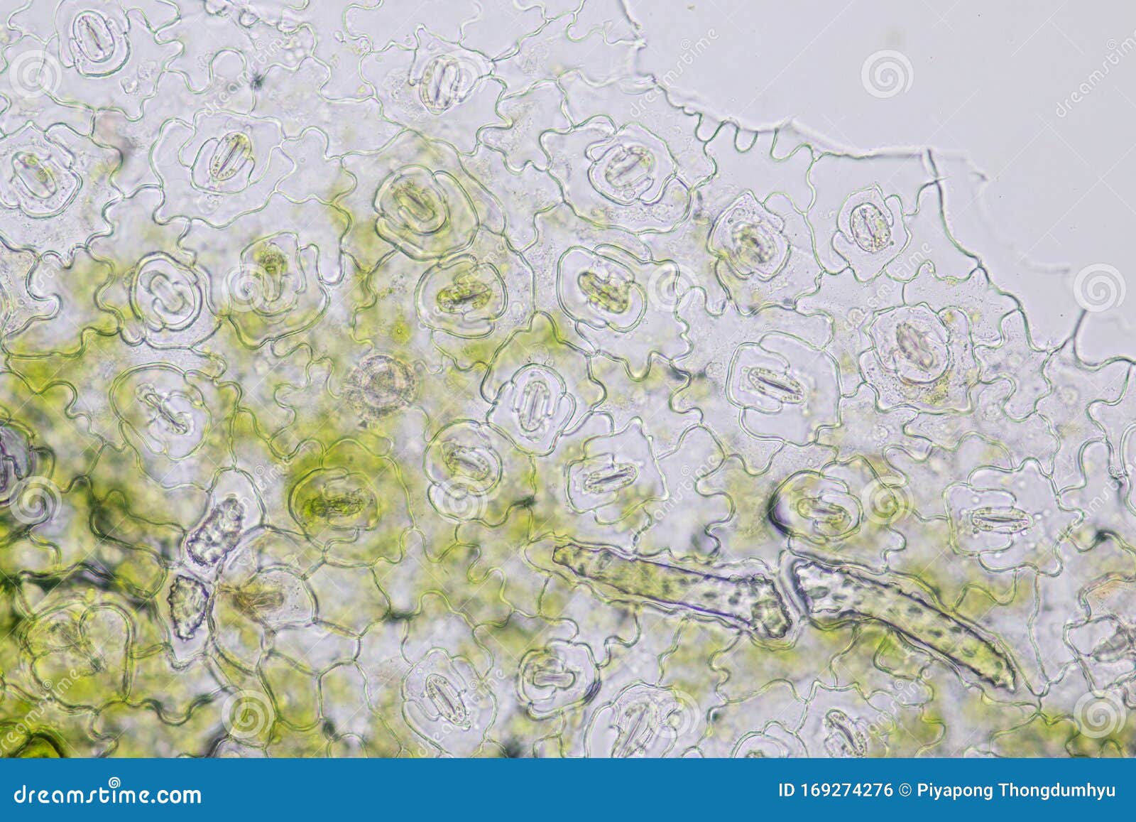 Leaf Epidermis Stomata Under Microscope. Stock Photo - Image of biology ...