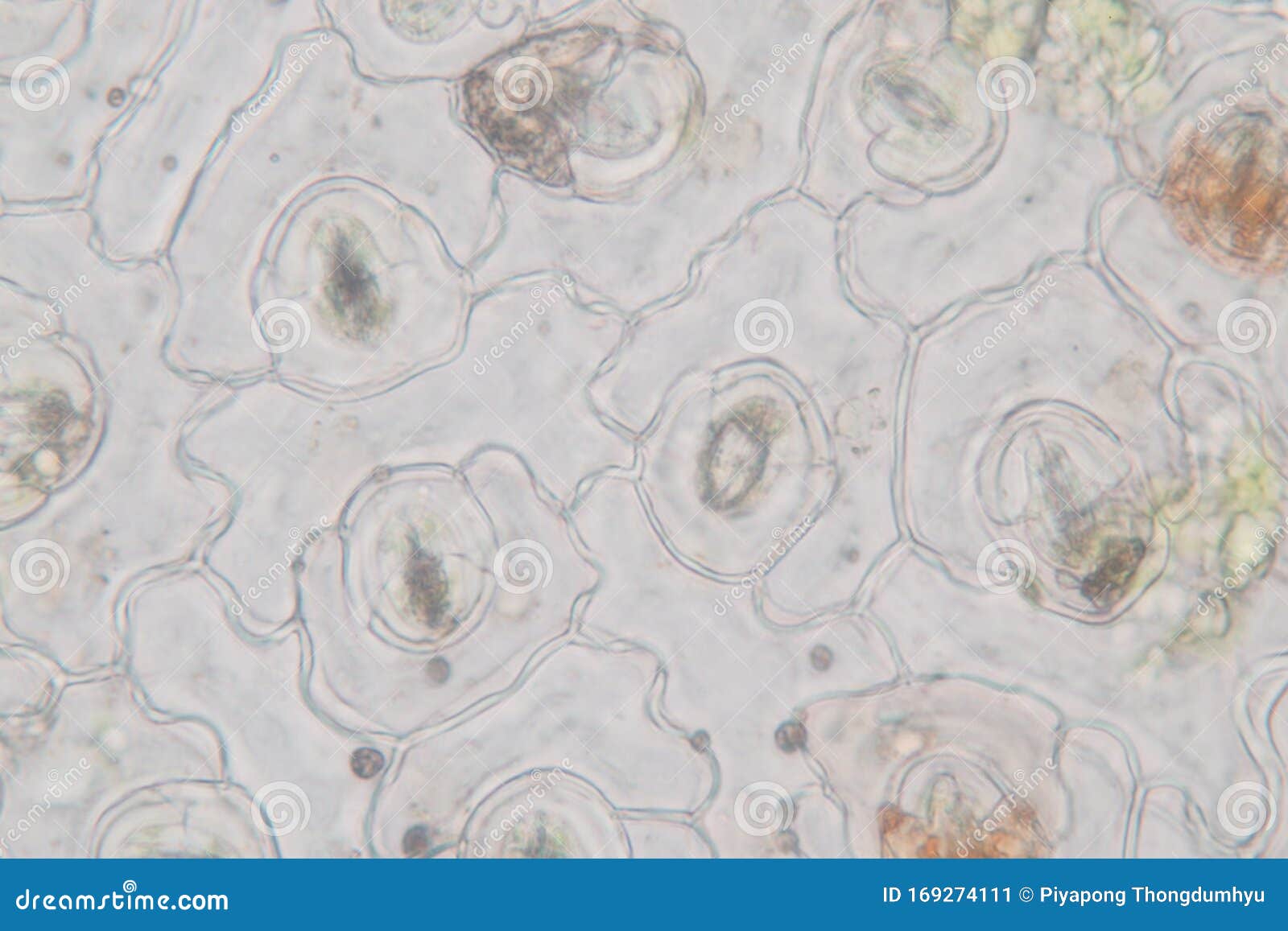 Leaf Epidermis Stomata Under Microscope. Stock Image - Image of close ...