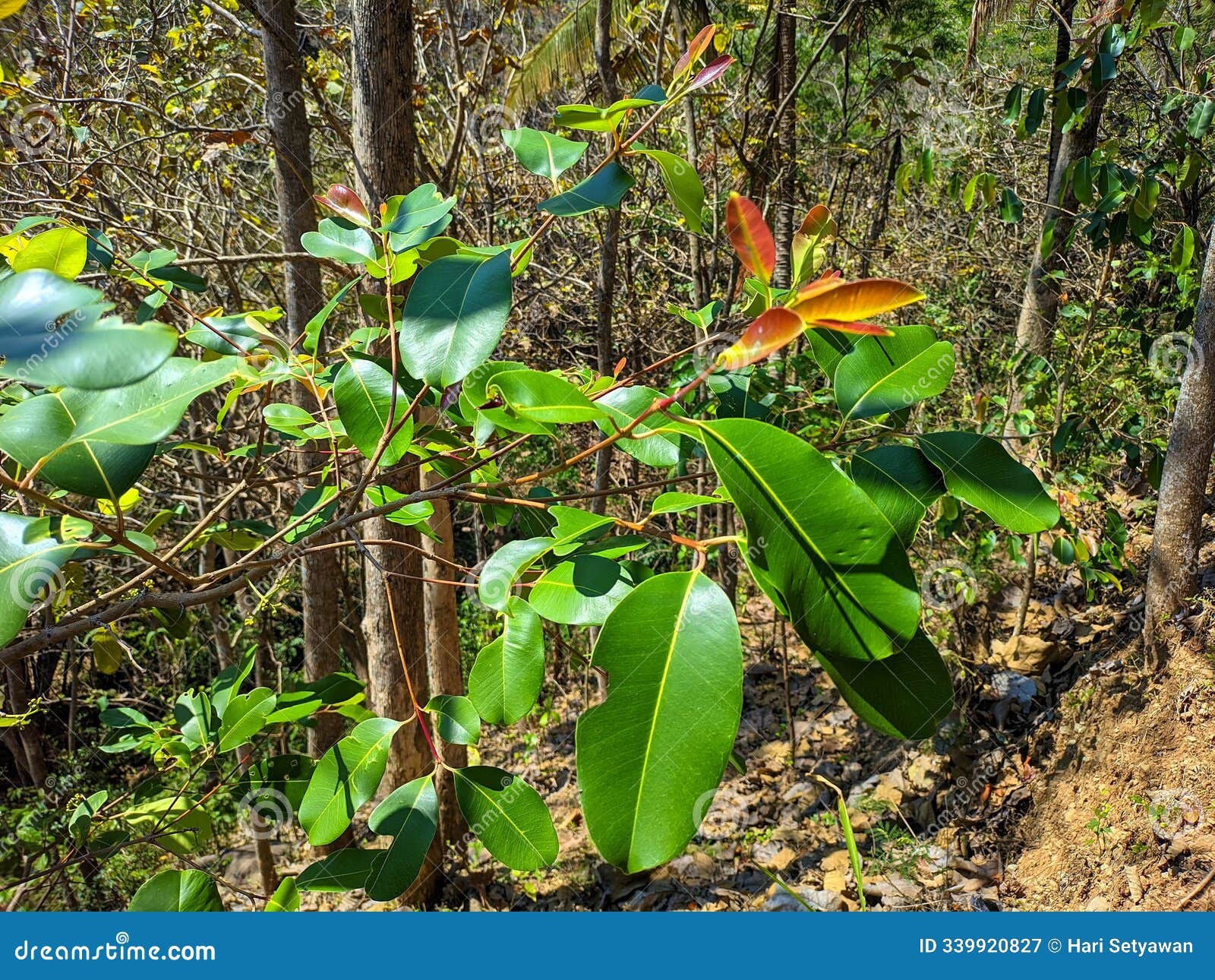 This is a Leaf of the Eucalyptus Botryoides Tree. Stock Image - Image ...