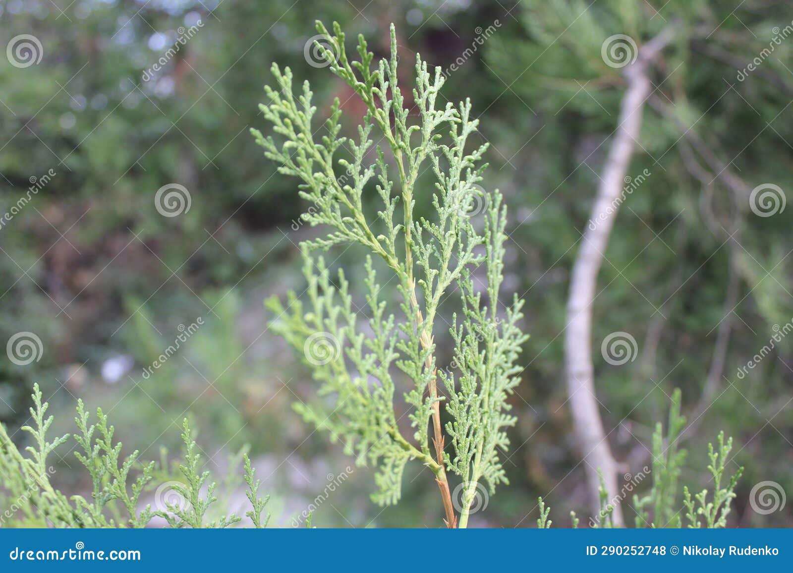 Arbor vitae leaf stock photo. Image of leaf, august - 290252748