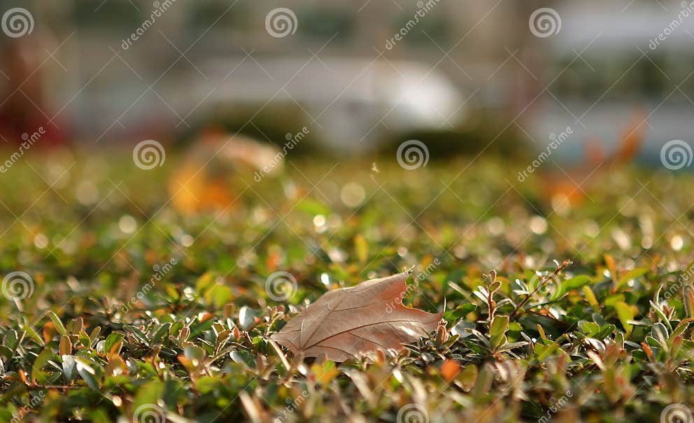 Leaf in fall stock image. Image of road, shanghai, fallen - 11504031