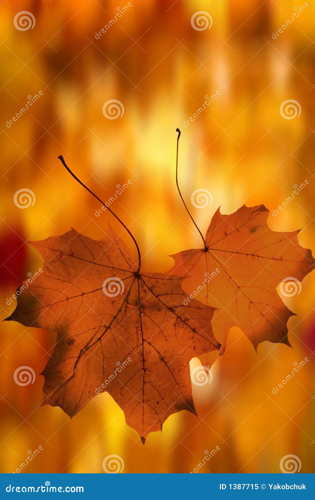 Leaf fall stock image. Image of backgrounds, pattern, color - 1387715