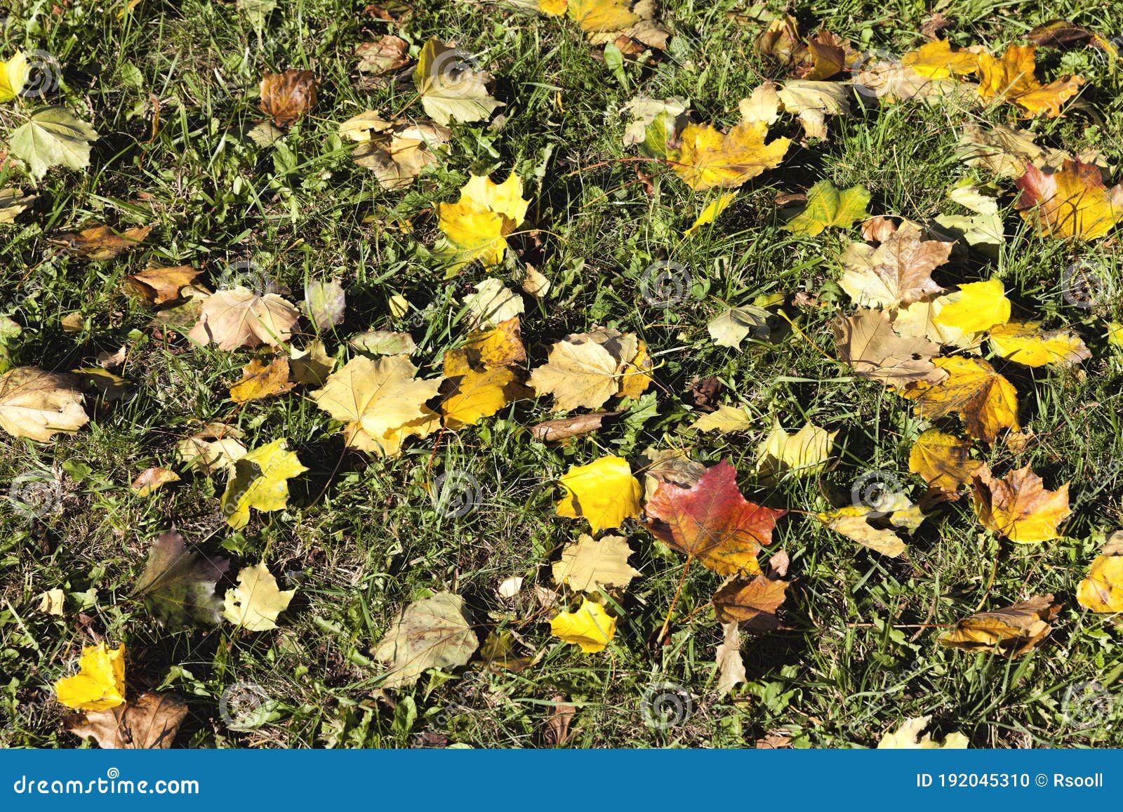 Leaf Fall in Autumn and on Maple Trees Stock Photo - Image of tree ...