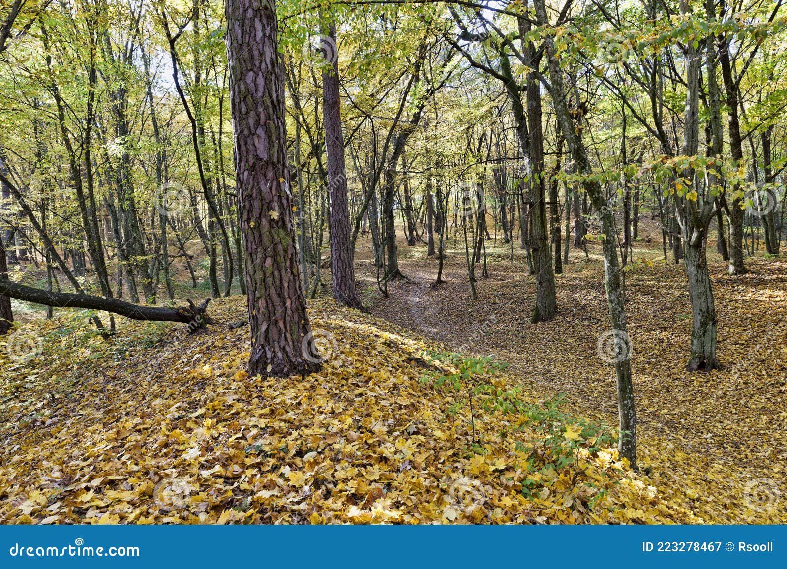 Leaf Fall in Autumn and on Maple Trees Stock Image - Image of garden ...