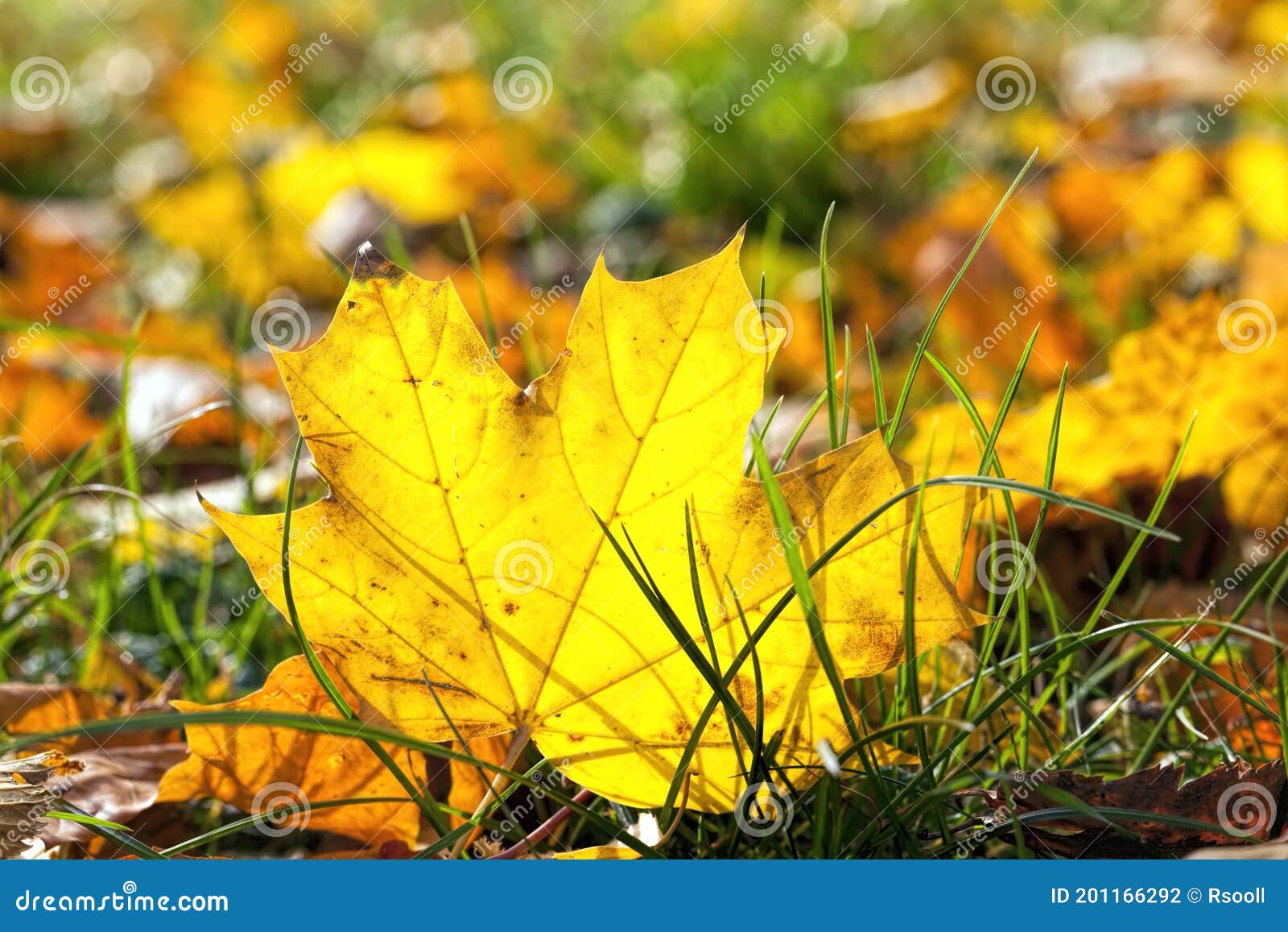 Leaf Fall in Autumn and on Maple Trees Stock Photo - Image of ...