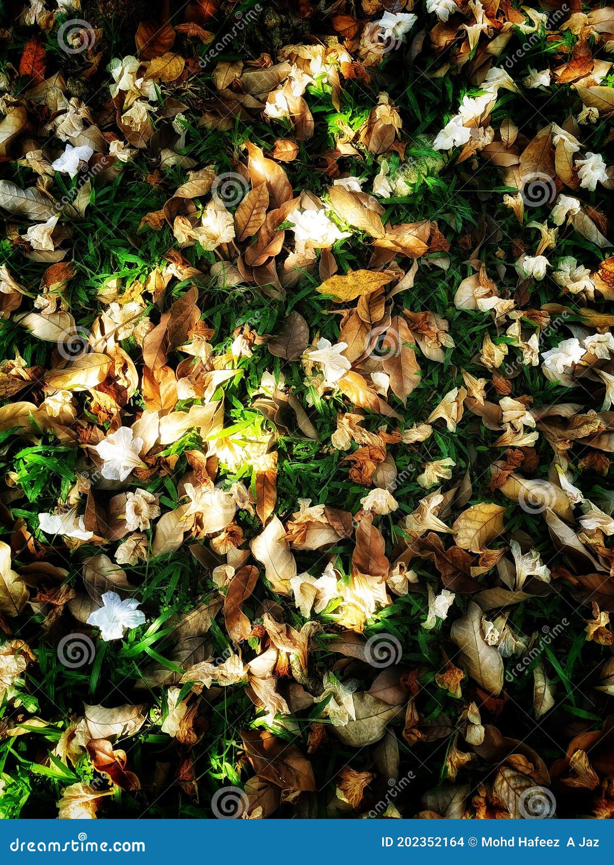 Leaf fall down stock photo. Image of green, soil, sunlight - 202352164