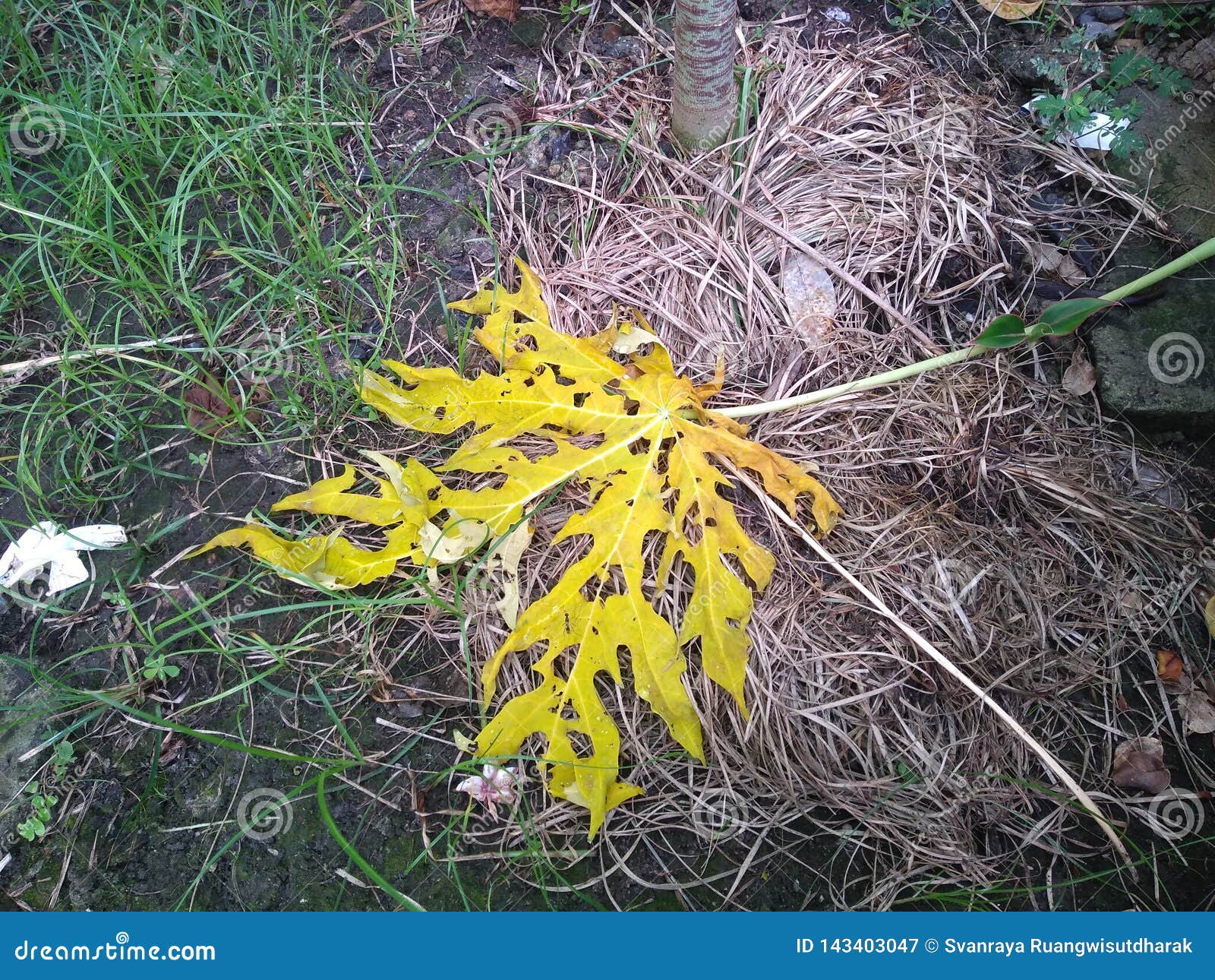 Leaf Floor Stock Photos - Download 48,280 Royalty Free Photos