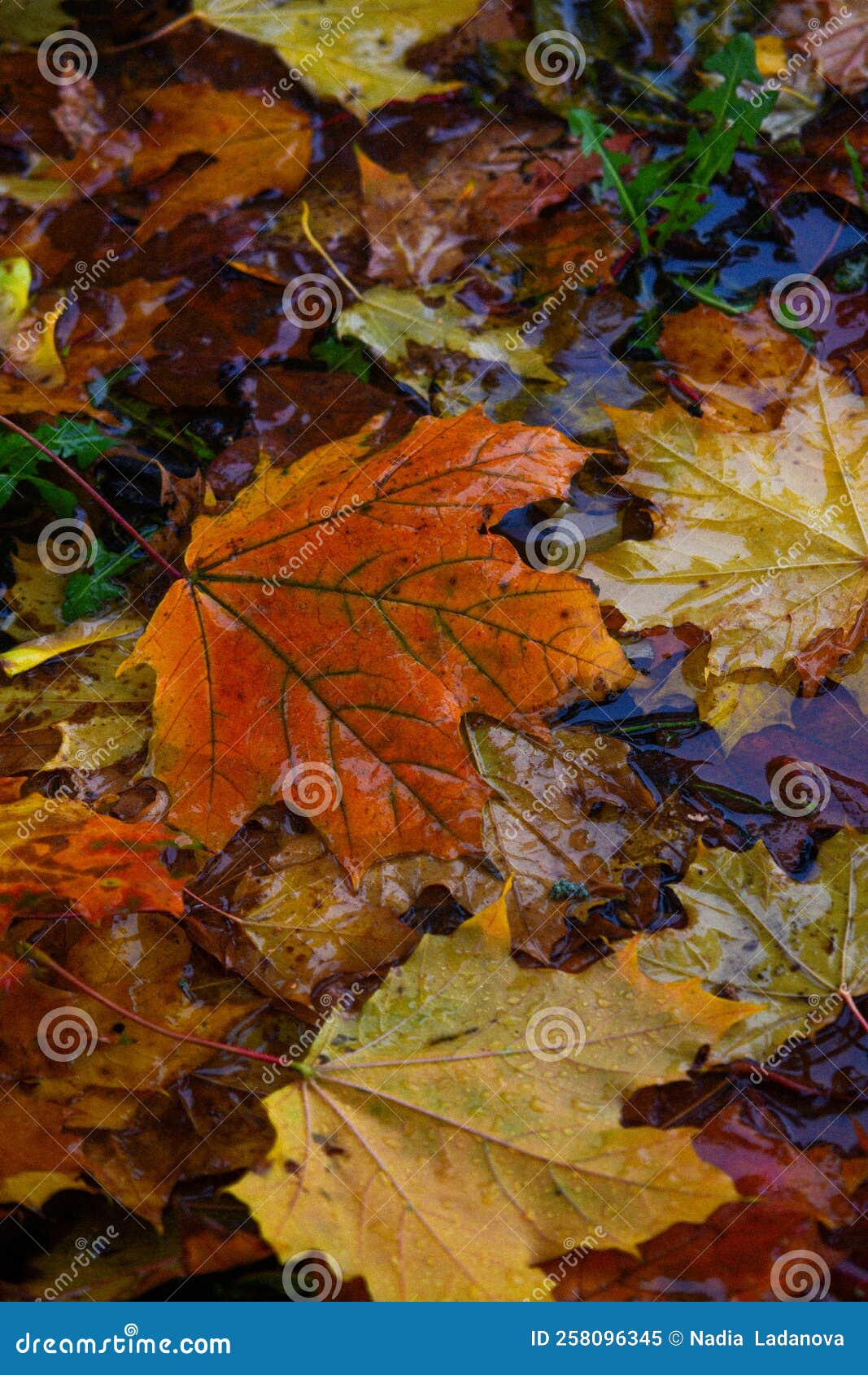 Leaf fall in a puddle. stock image. Image of nature - 258096345