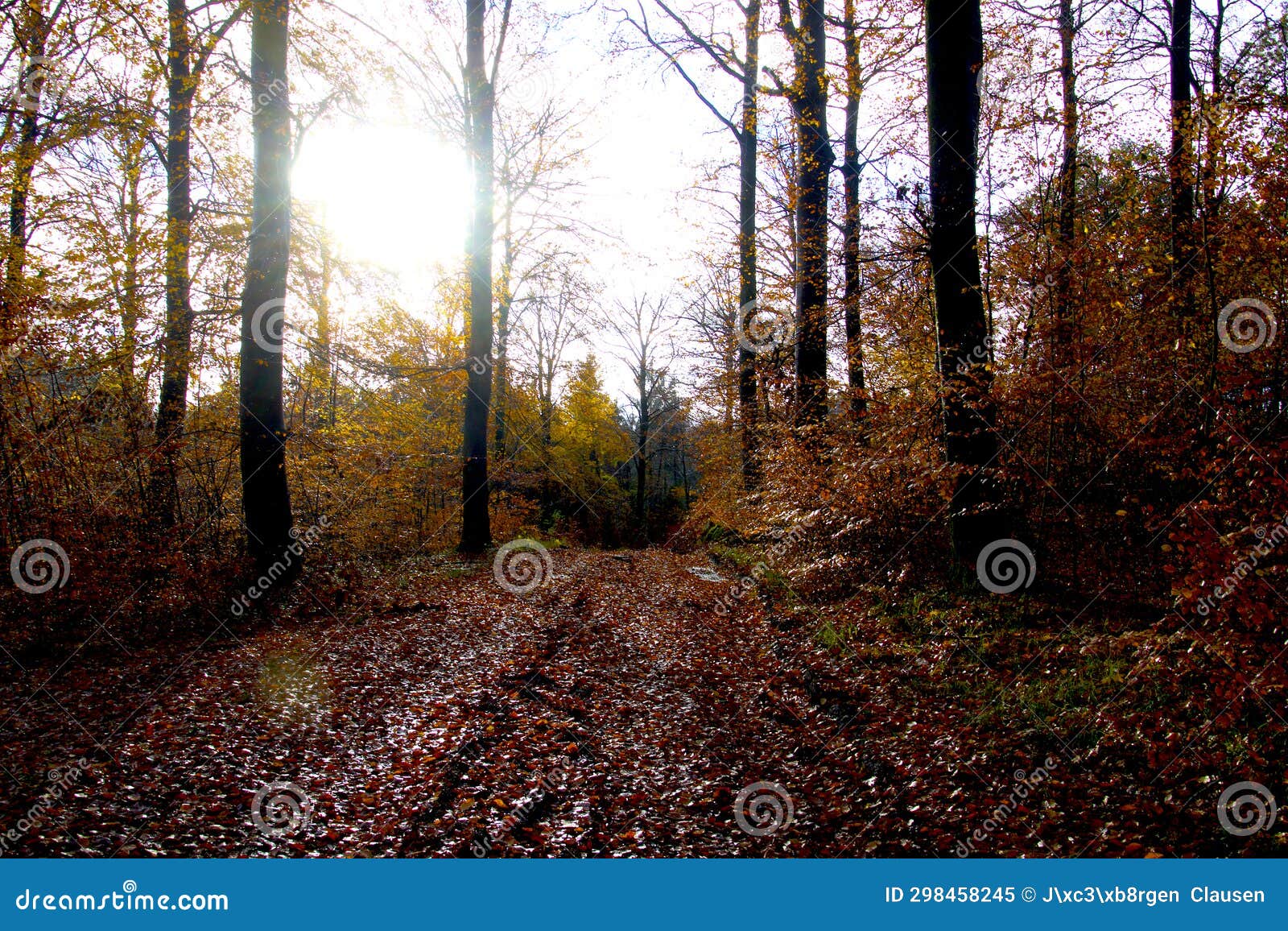 Leaf Fall after Rain in November Stock Image - Image of floor, calm ...