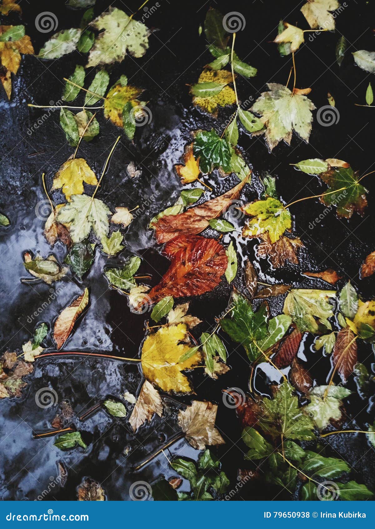 Leaf fall stock photo. Image of storm, fall, yellow, green - 79650938