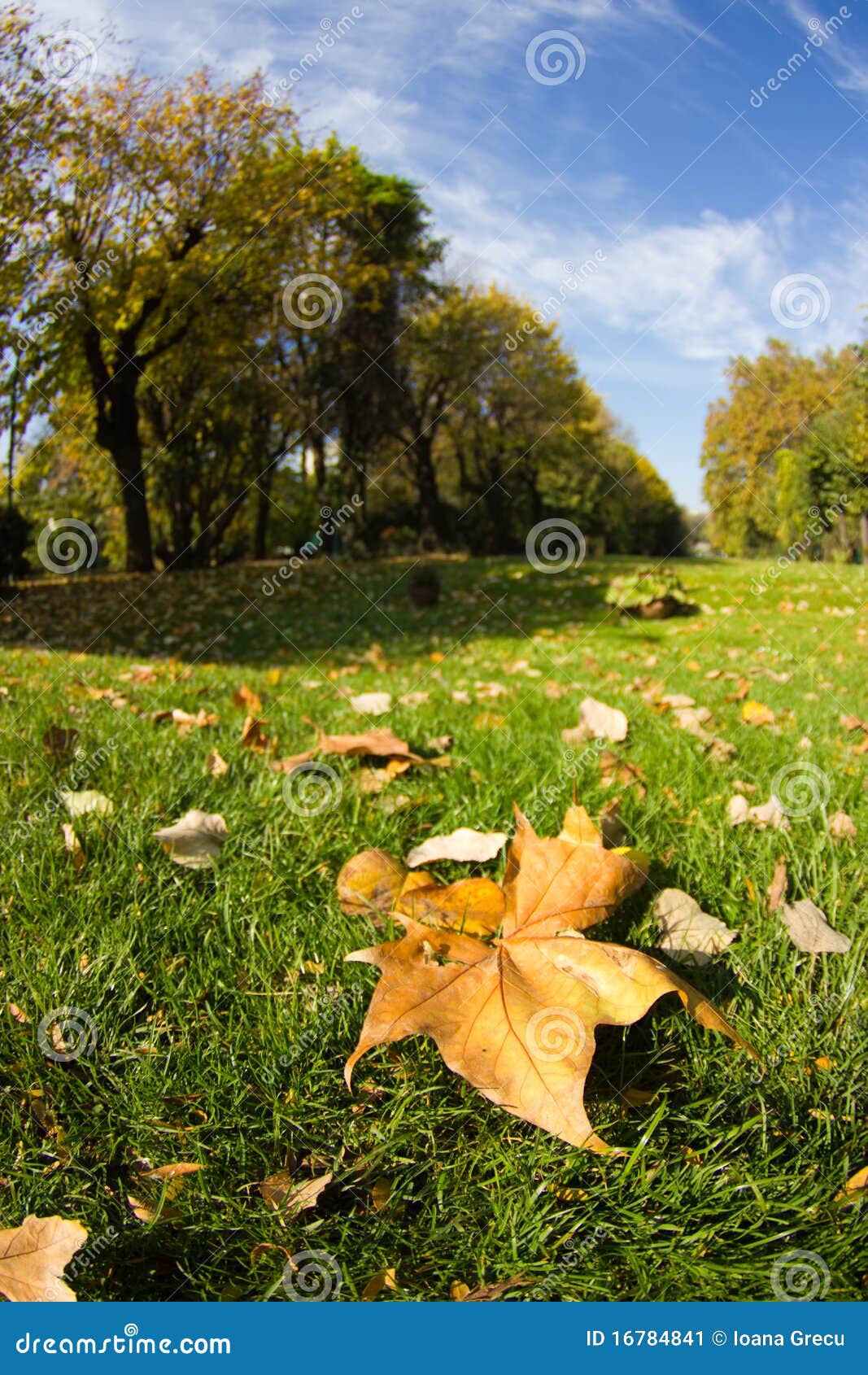Leaf Fallen on Grass in Autumn Stock Image - Image of green, blue: 16784841