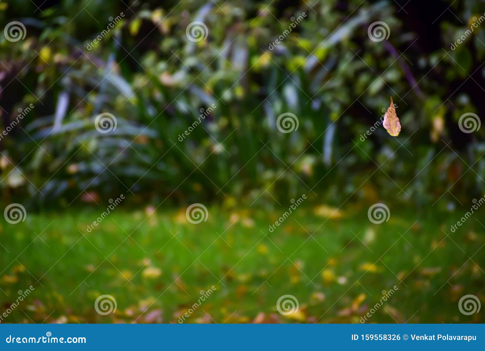 Leaf Falling Down in Autumn Season Stock Photo - Image of leaf, autumn ...