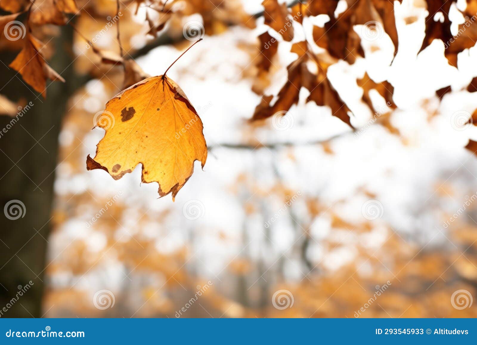 Leaf Falling Down from an Autumn Tree Stock Image - Image of colors ...