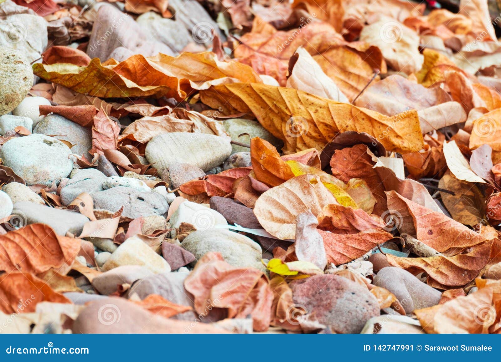 Leaf falling on the ground stock image. Image of ground - 142747991