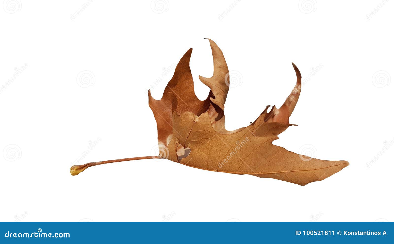 Leaf Falling Isolated Autumn Background Stock Image - Image of beauty ...