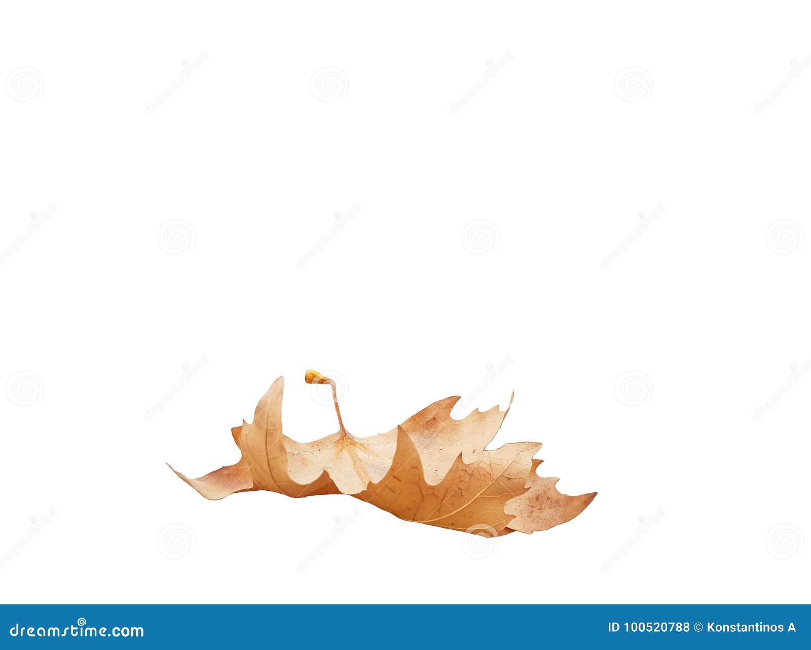 Leaf Falling Isolated Autumn Stock Photo - Image of leaves, canada ...