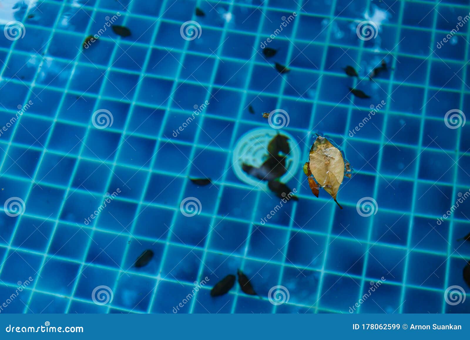 Leaf Falling in the Swimming Pool Stock Image - Image of clean, autumn ...