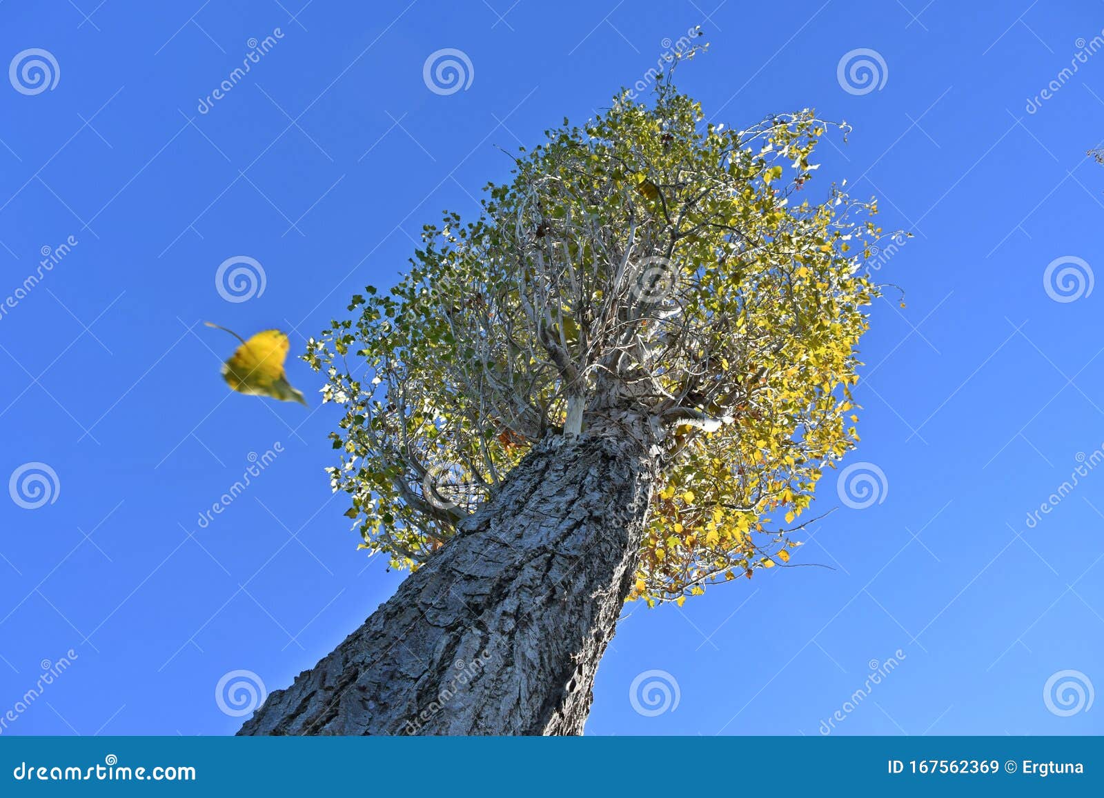 A Leaf Falling from the Tree Stock Image - Image of leaf, poplar: 167562369
