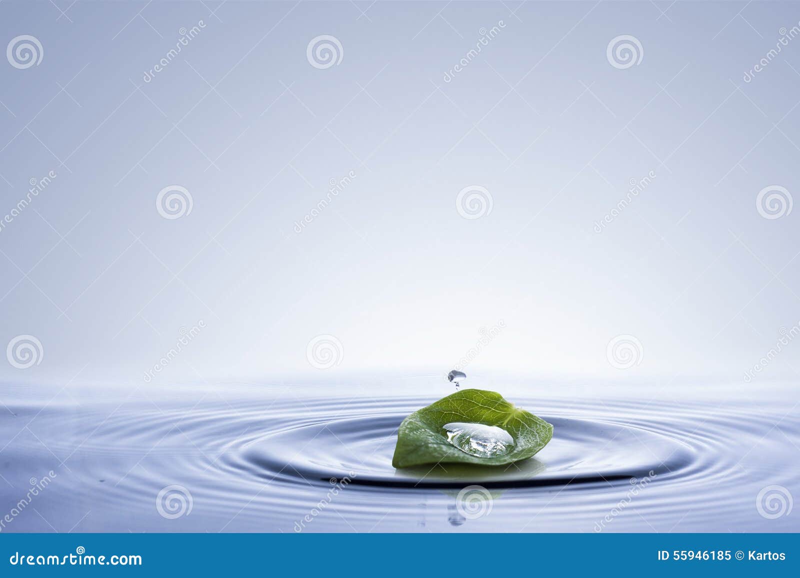 Leaf falling in the water stock image. Image of macro - 55946185