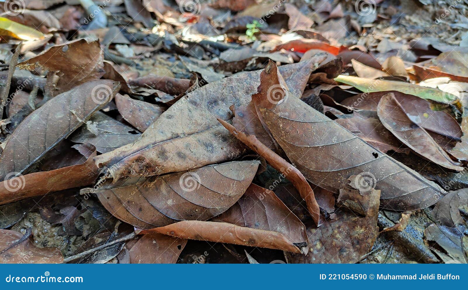 Leaves fall on wet soil stock photo. Image of animal - 221054590