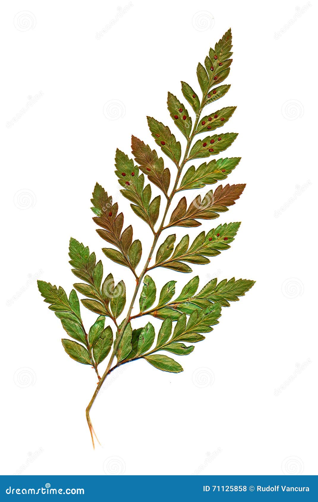 Leaf of Fern Pressed stock photo. Image of colours, colors - 71125858
